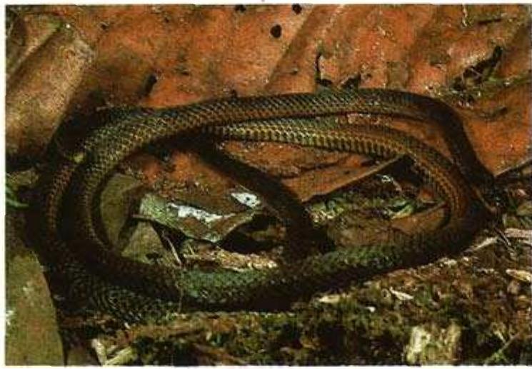 A Guide to the Snakes of Papua New Guinea