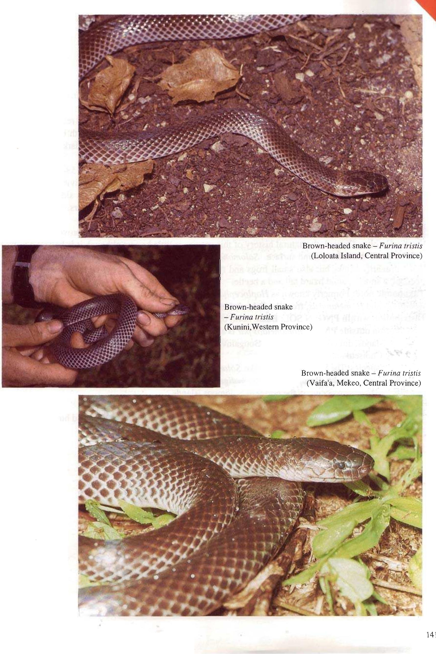 Figure 98 - A Guide to the Snakes of Papua New Guinea