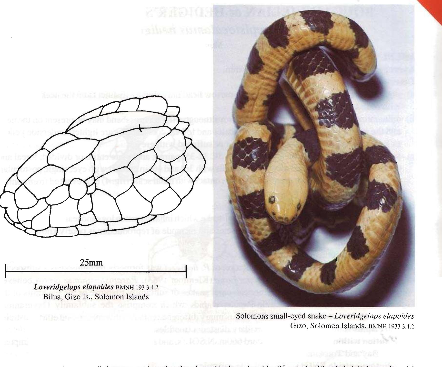Figure 100 - A Guide to the Snakes of Papua New Guinea