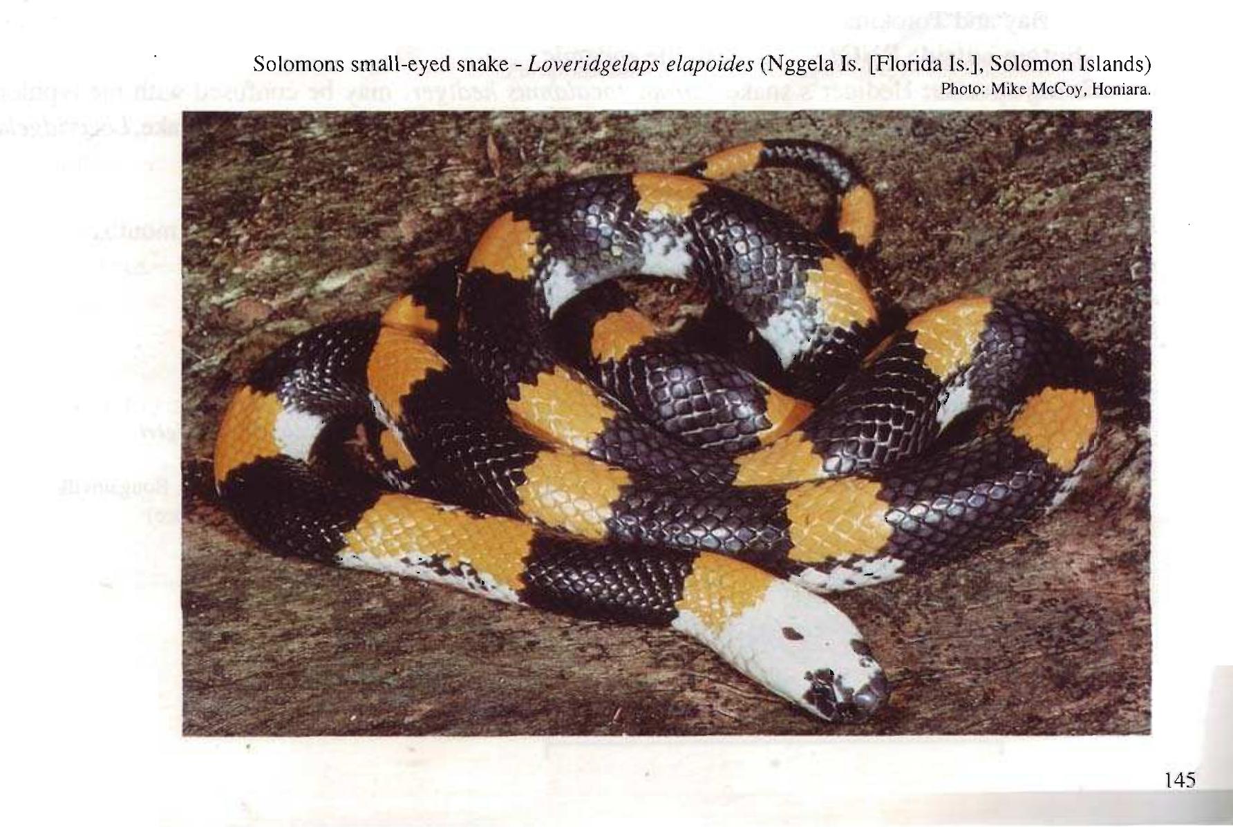 Figure 101 - A Guide to the Snakes of Papua New Guinea