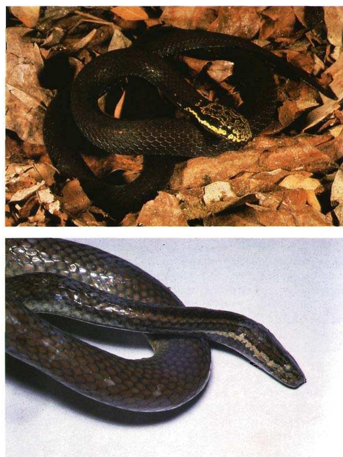 Figure 107 - A Guide to the Snakes of Papua New Guinea
