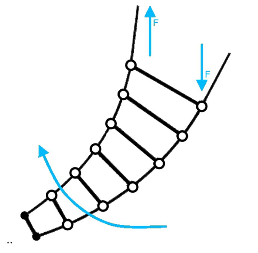 Sketch of kinematic principle of the fin ray effect. the fin
