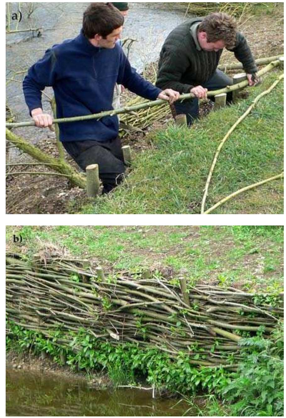 (a) constructing willow spiling. (b) front of a finished