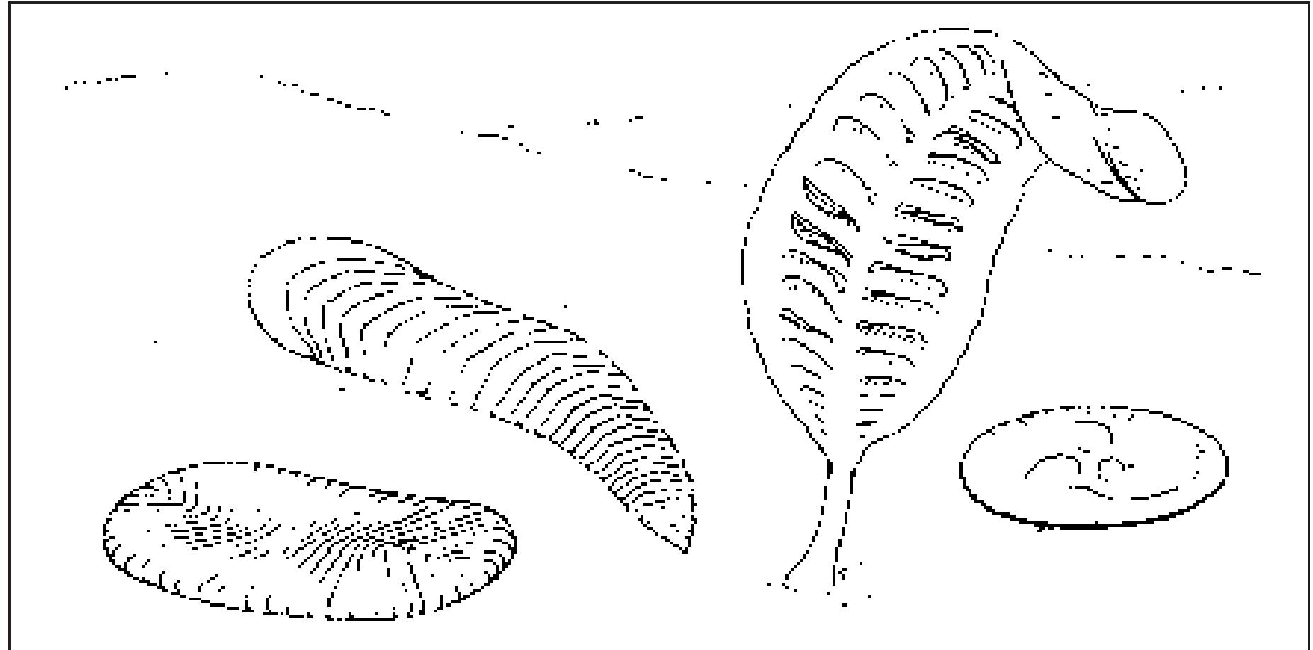 Late precambrian ediacara fauna from australia.