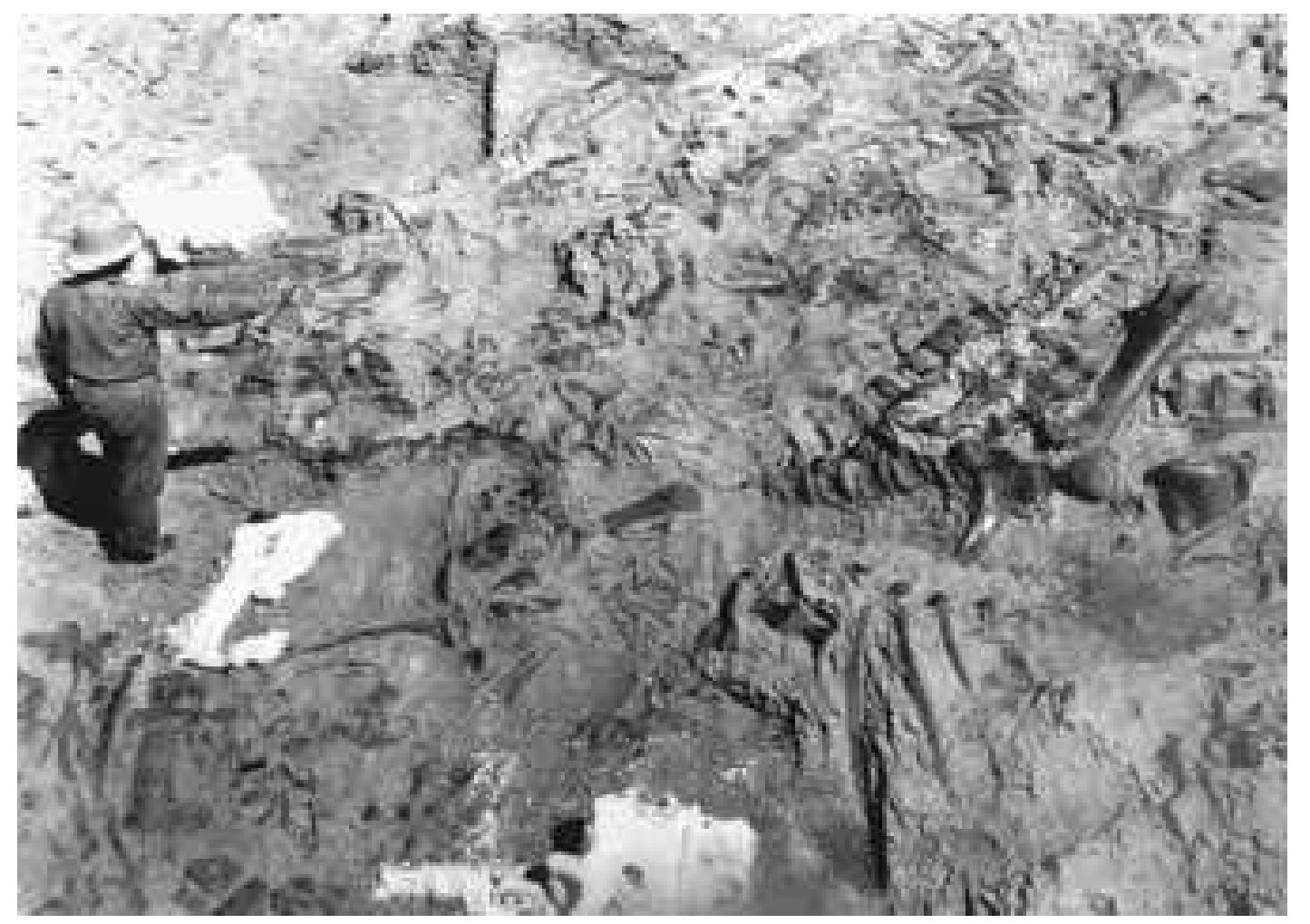 During the cretaceous period, plants and animals were