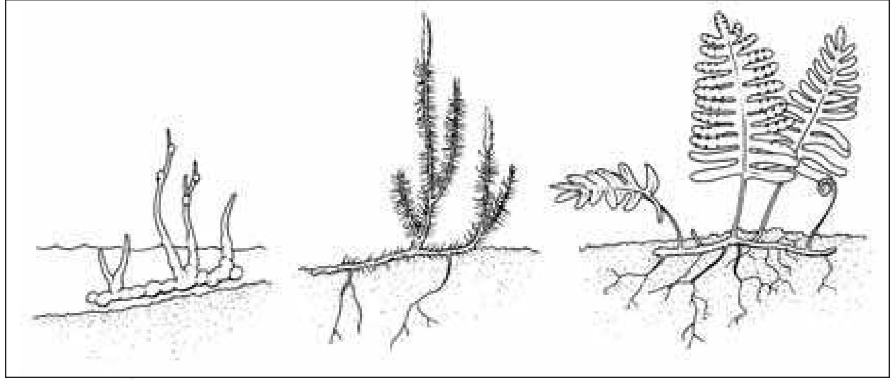 Ians, which evolved into reptiles, which in turn gave rise