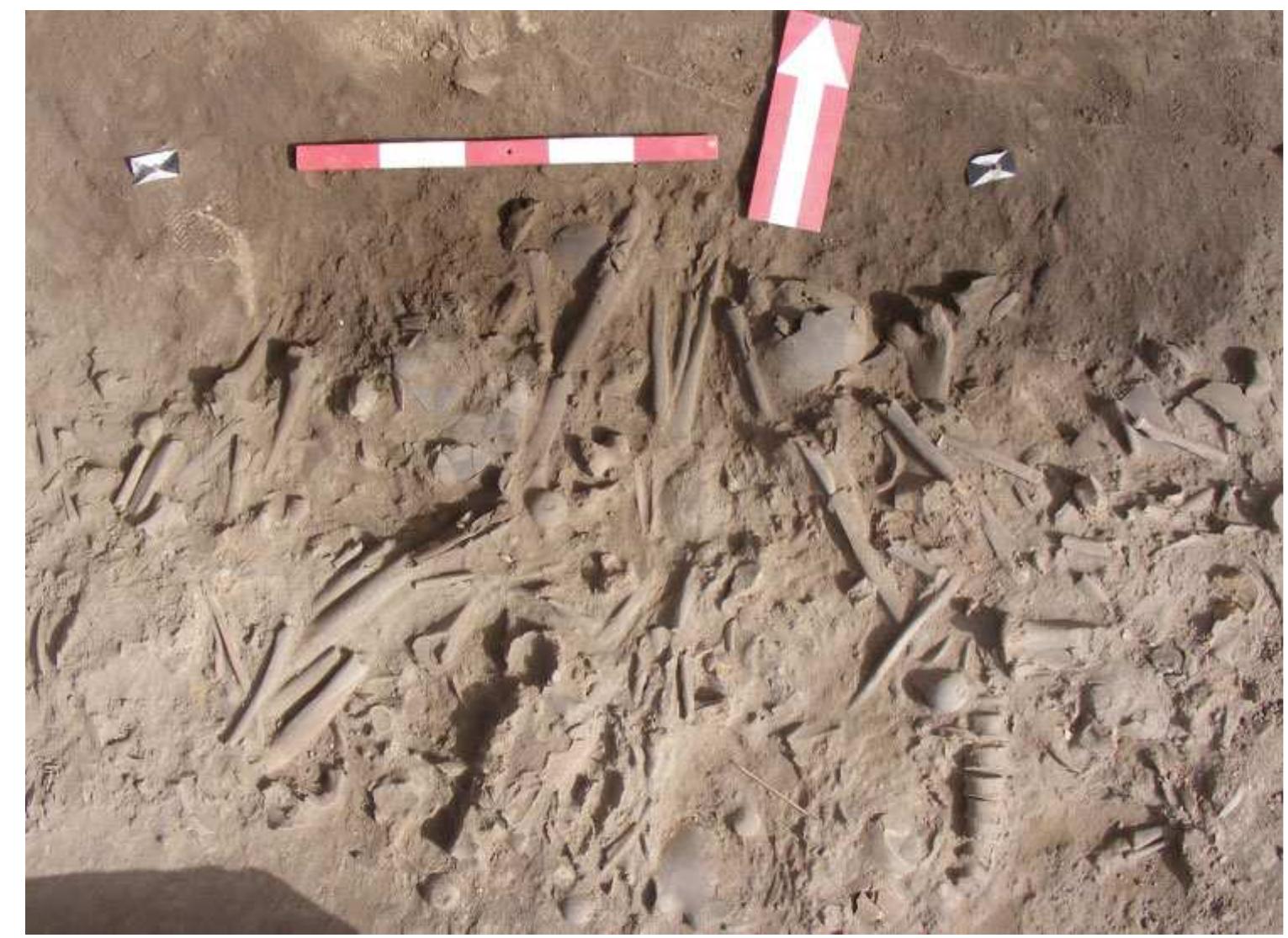 Detail of internal layer within mass grave in area em. that