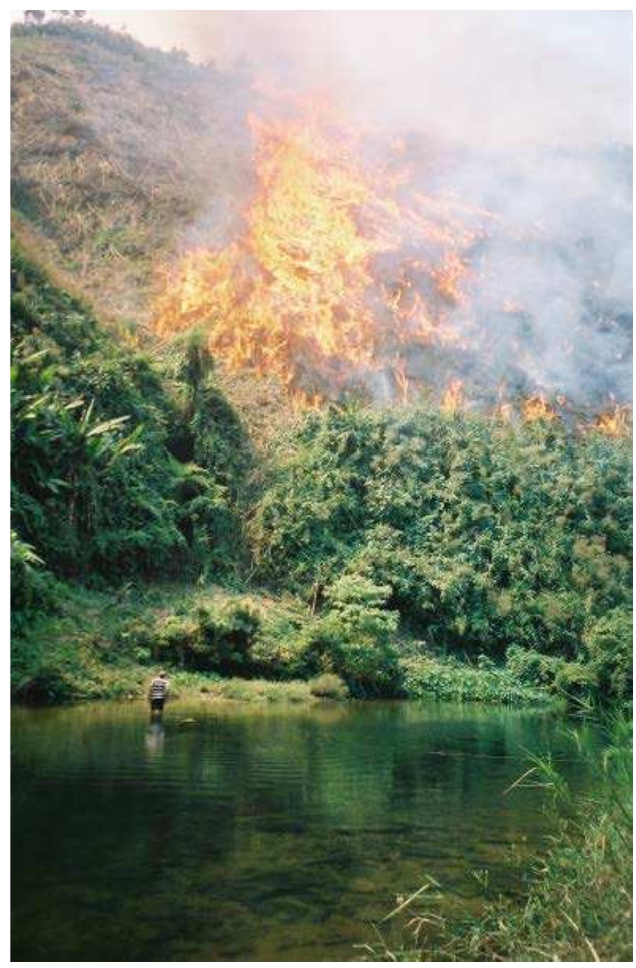 Burning a swidden in the forest. despite the popular
