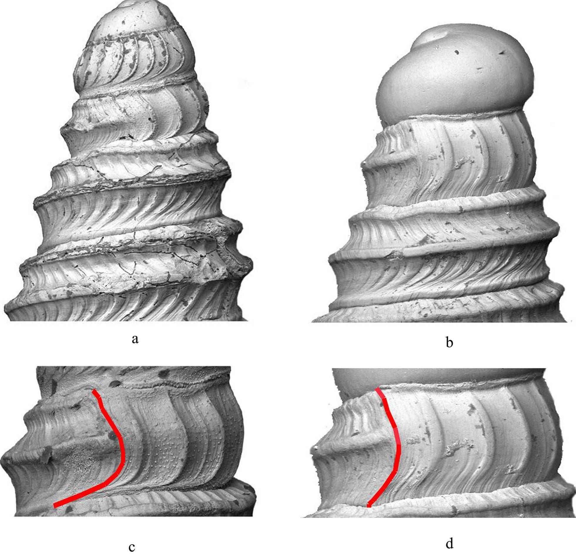 Morphology of a typical, a) multispiral protoconch (see