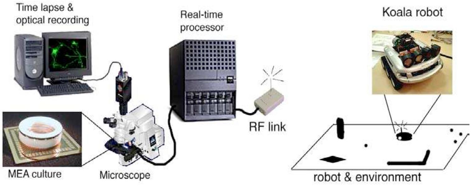 Hybrot (hybrid living+robotic) setup. optical and electrical