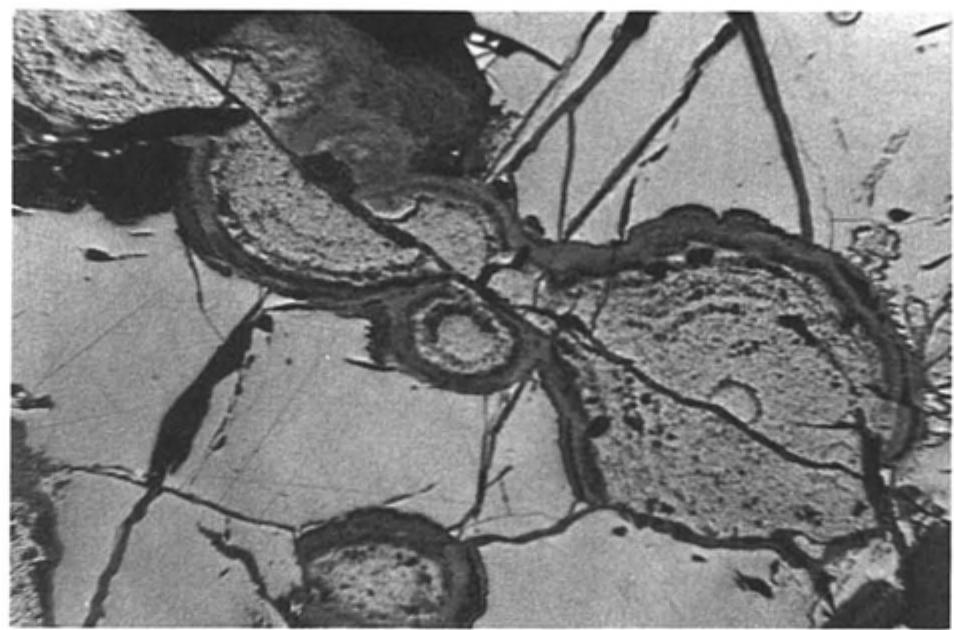 35 well-developed “bird’s-eye” texture composed of pyrite