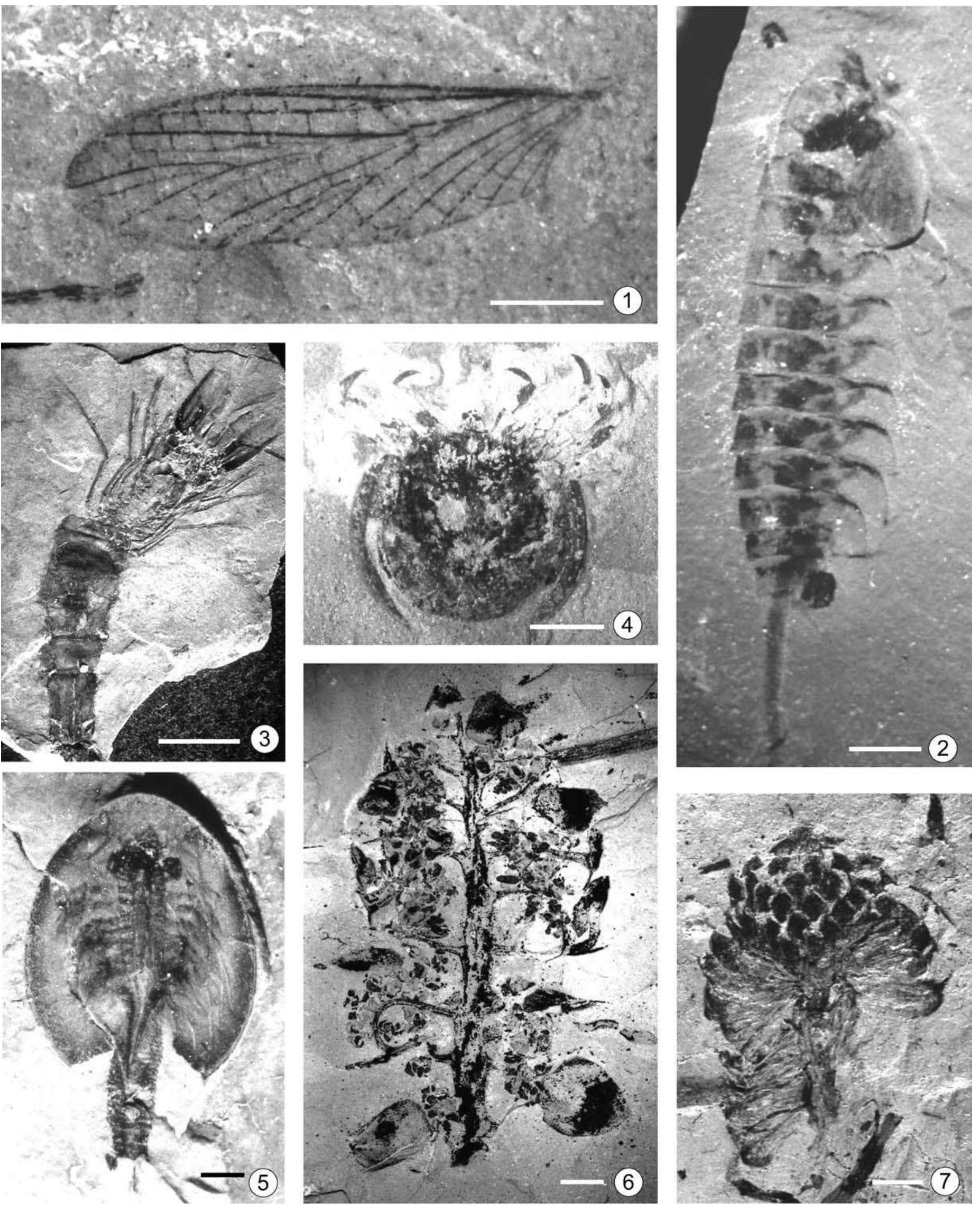 Figure 1 - from The early Middle Triassic 'Grès à Voltzia'