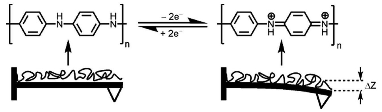 Sketch of cantilever mechanical deflection during redox