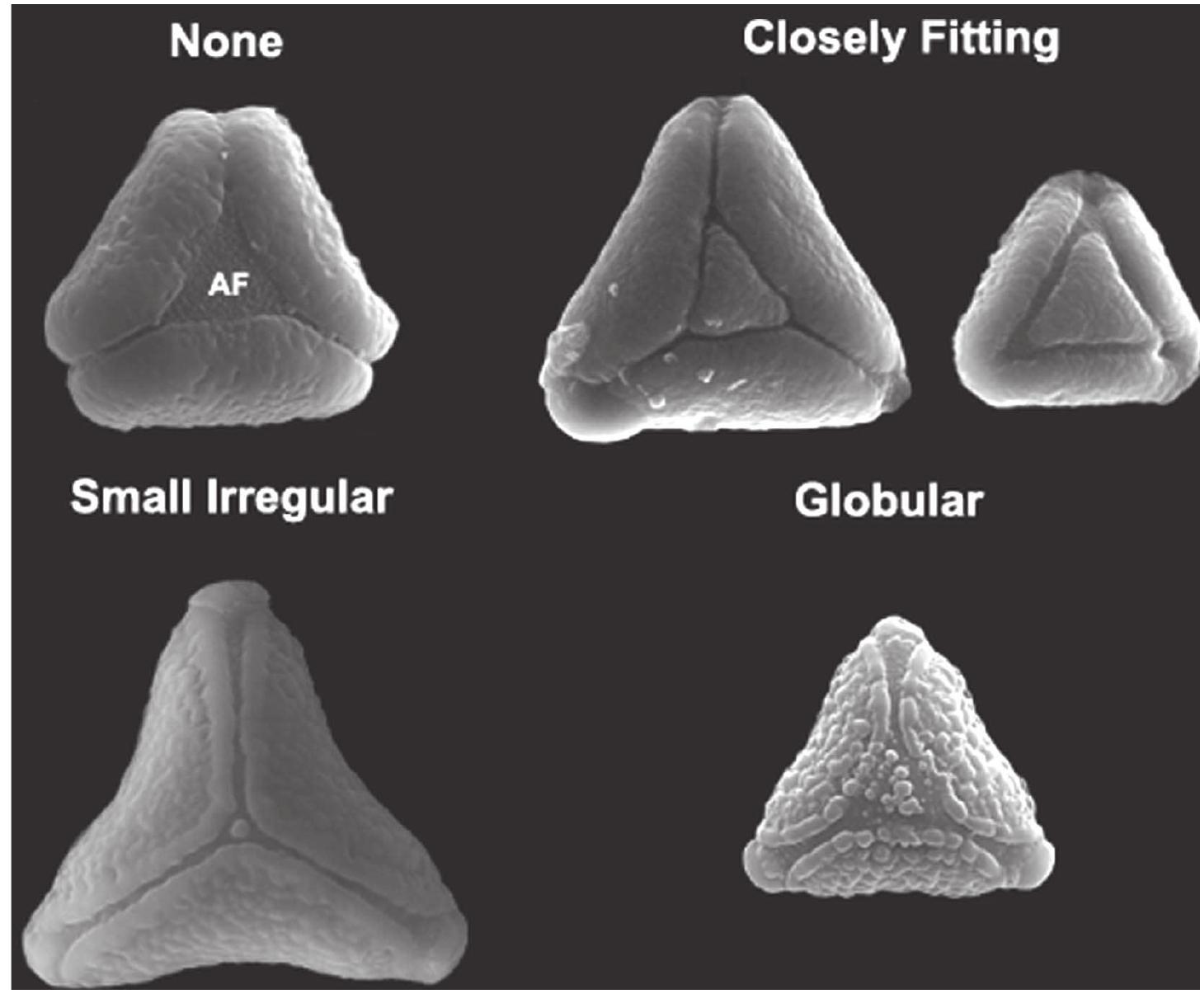 Apocolpial island types.