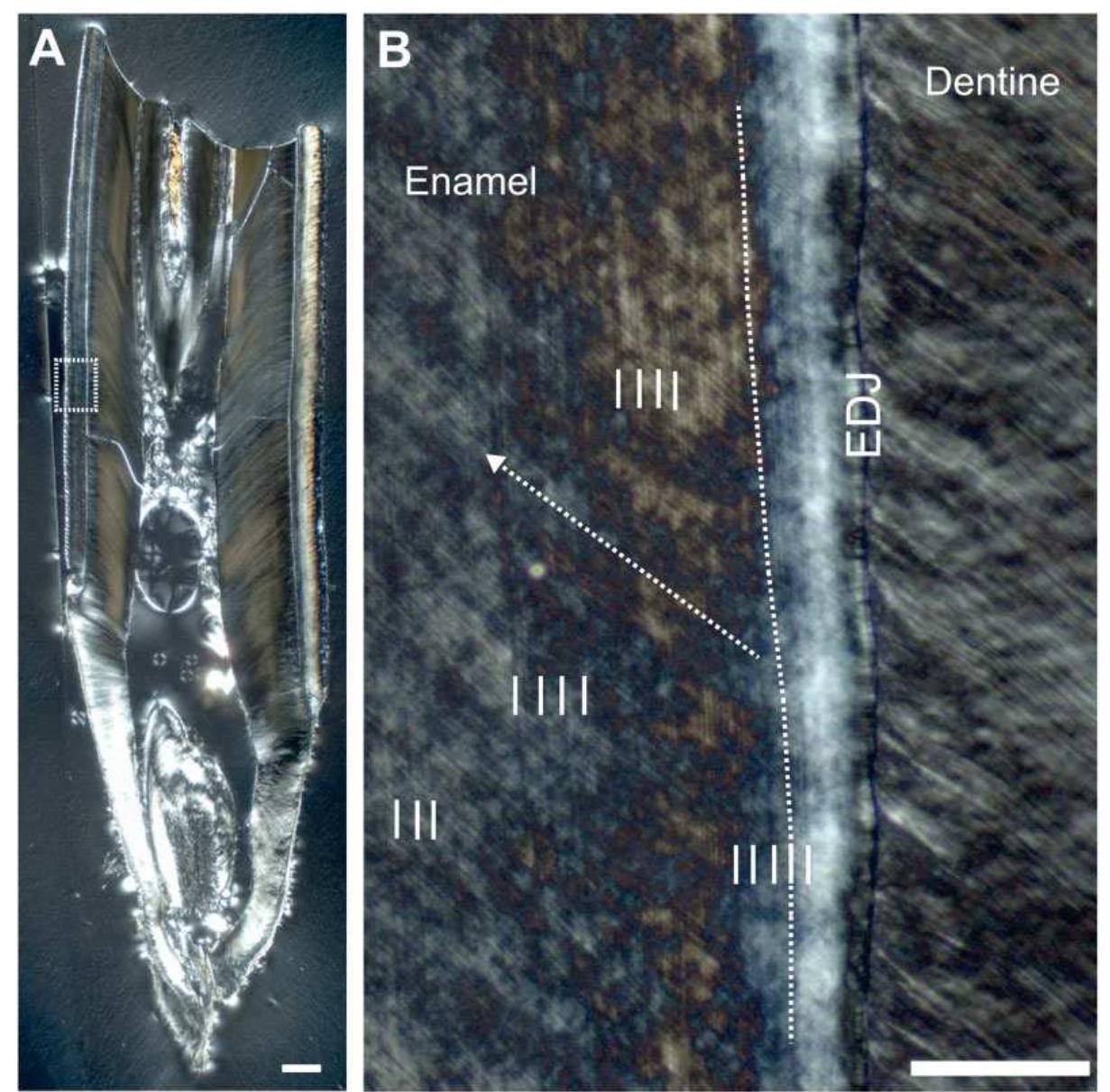 A, longitudinal section through the mesial cusps of the