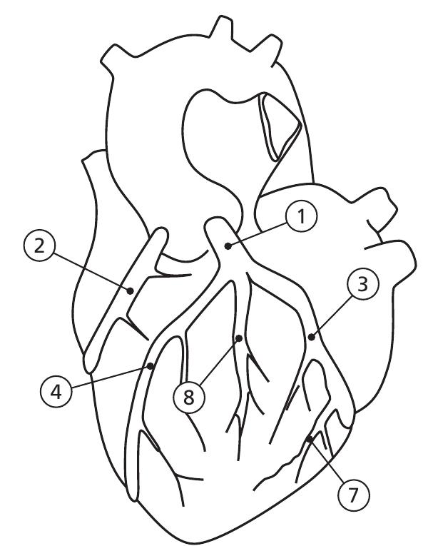 2 coronary artery anatomy. 7: obtuse marginals, 8: ramus