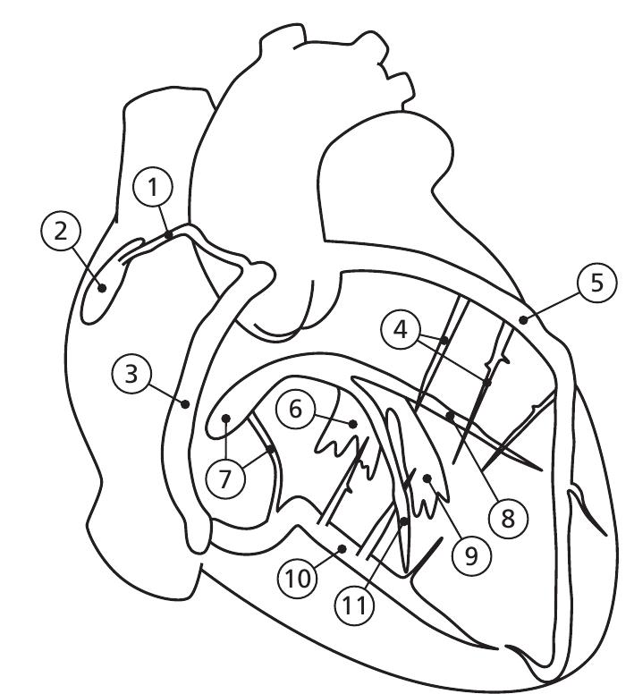 4 the distal conduction system. 1: sinus node artery, 2:
