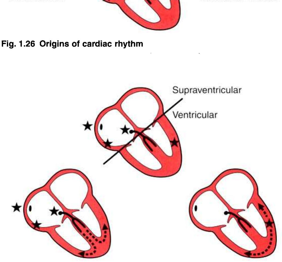27 supraventricular and ventricular rhythms