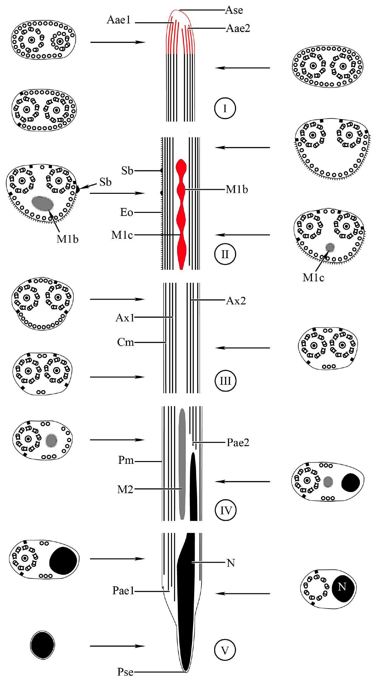 Schematic reconstruction of the mature spermatozoon of