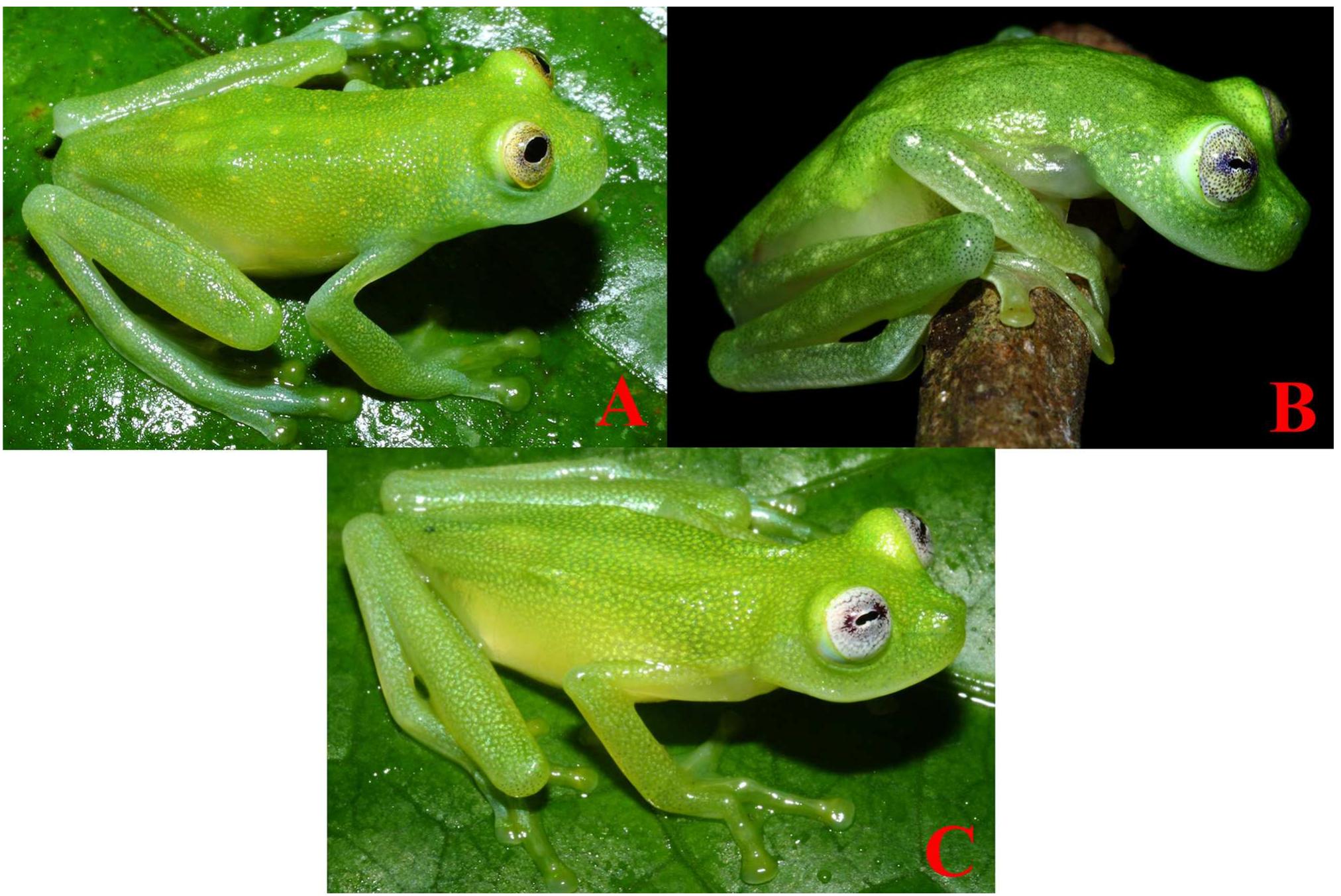 Comparison of dorsal coloration between a) hyalinobatrachium