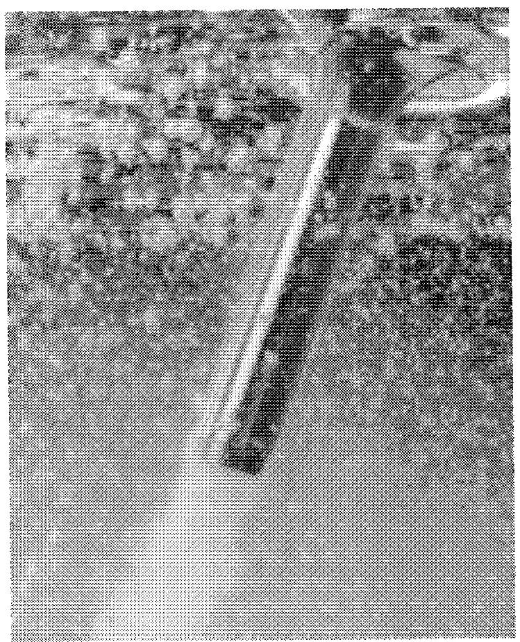 10 cavitation during ultrasonic cell disruption (photo