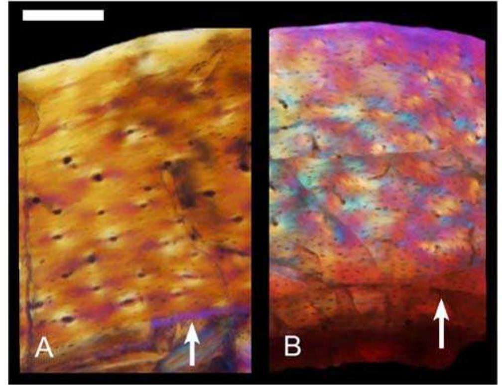 Femoral histology of the basal birds jeho/ornis and