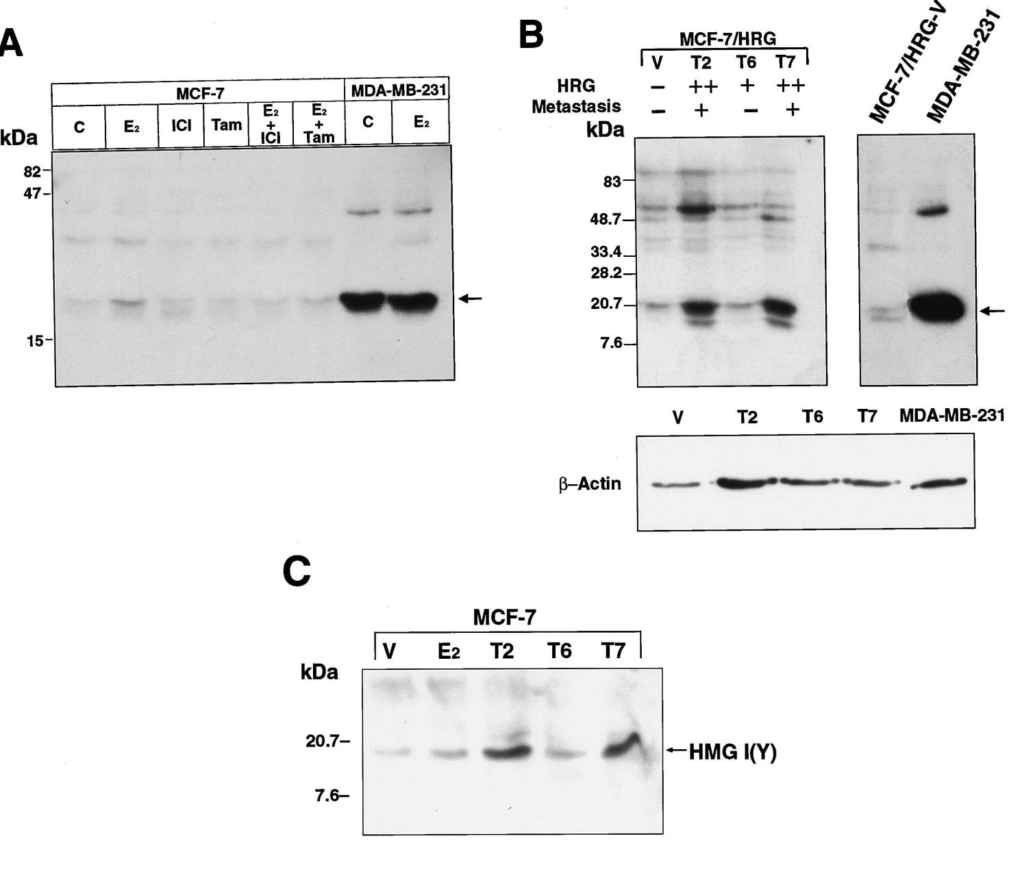 Induction, indicating that estrogen stimulation of