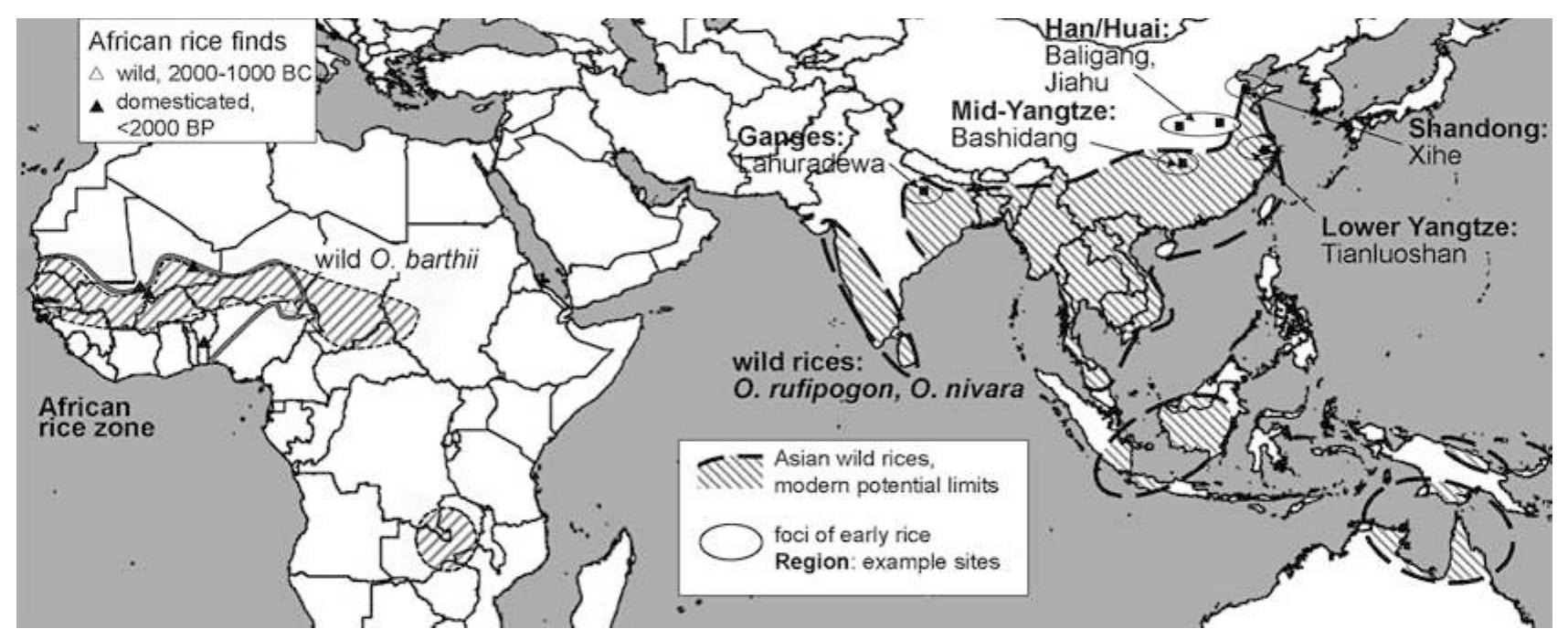(PDF) Origins and development of rice
