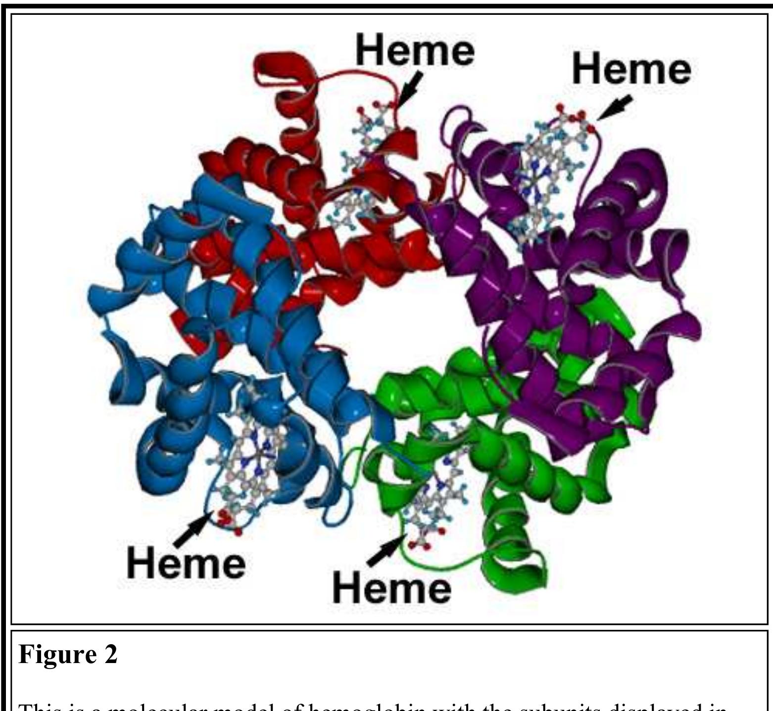 Hemoglobin ts the protein that transports oxygen (u,) in