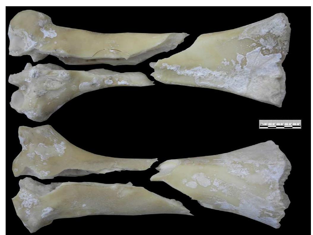 Anterior and posterior views of a modern cattle radius