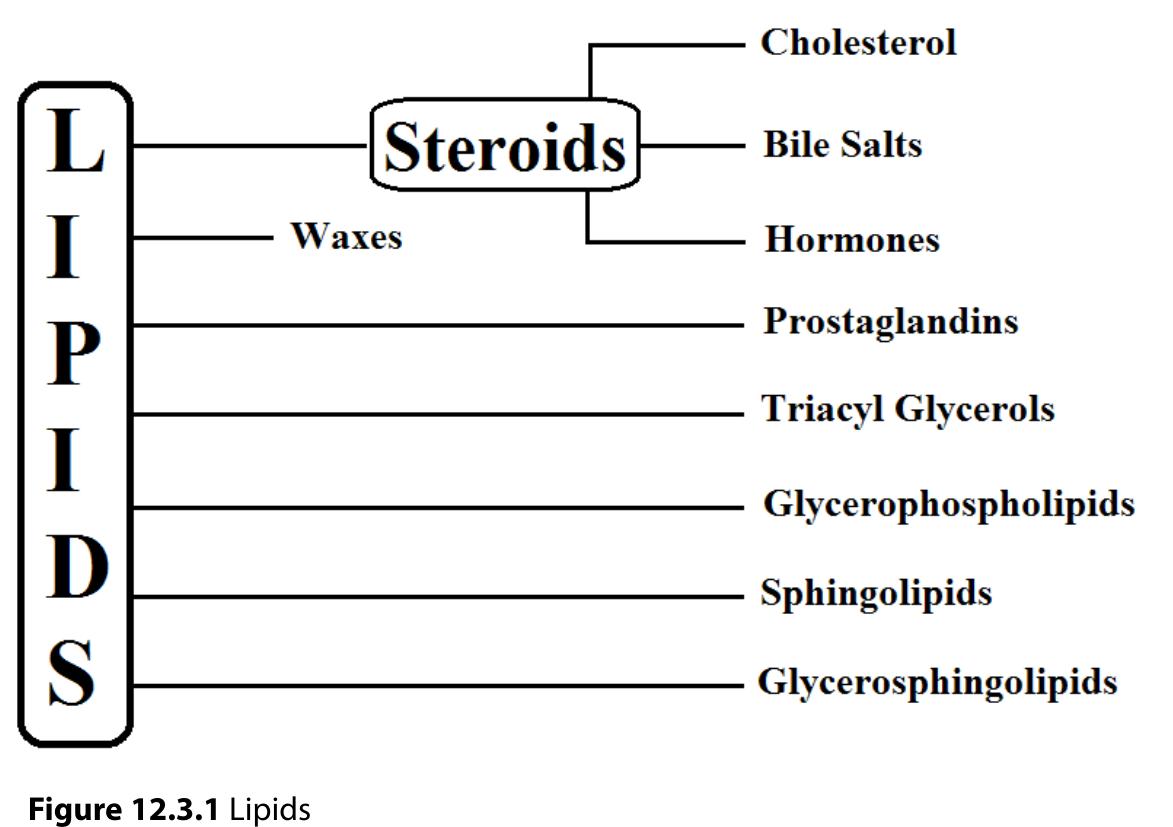 The different types of lipids are characterized in the