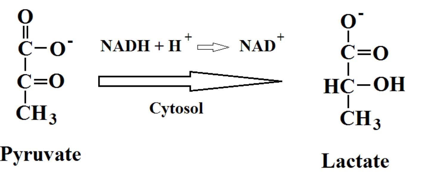 5.13 shows the anaerobic conversion of pyruvate to lactate.