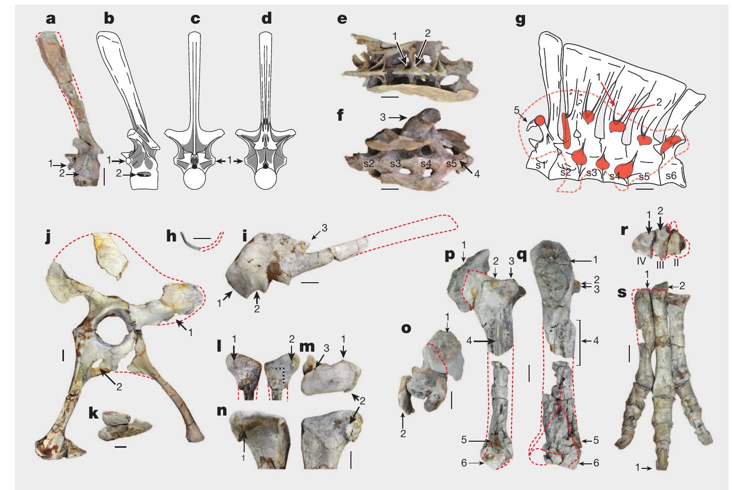 | postcranial skeletons of deinocheirus mirificus (mpc-d
