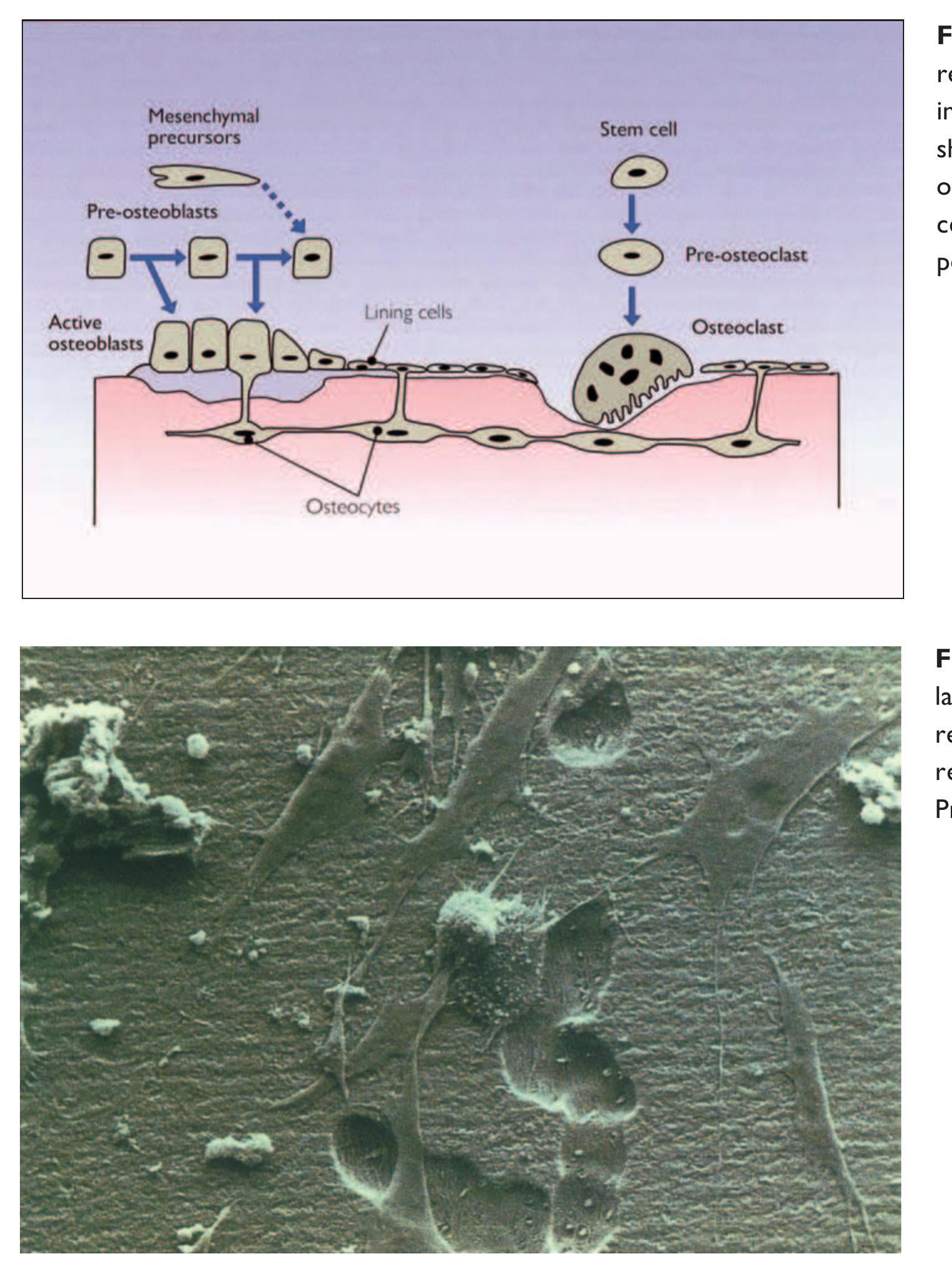 Direct effects on bone cells. the principal action of