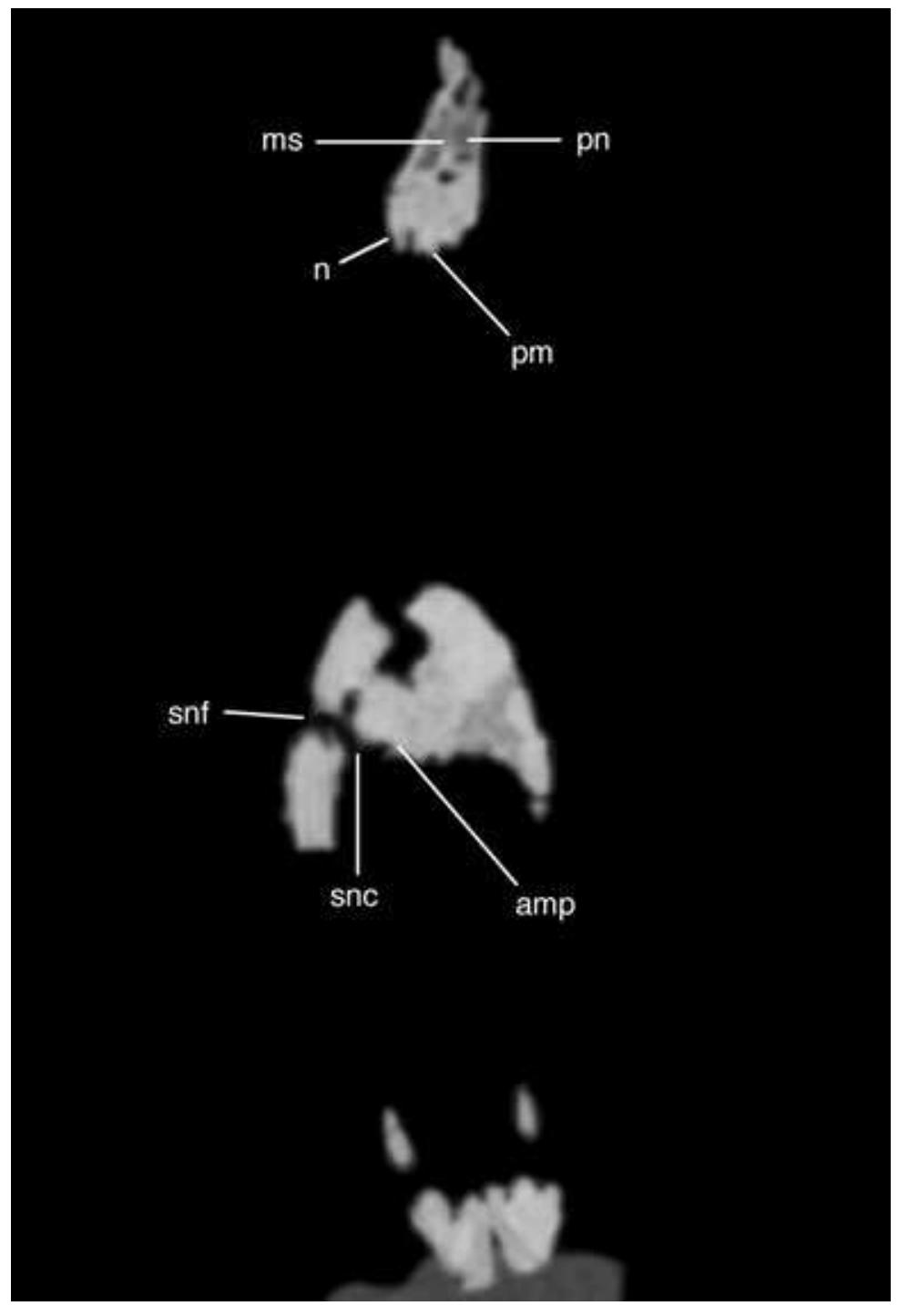 Proceratosaurus bradleyi, coronal ct slice of skull at the