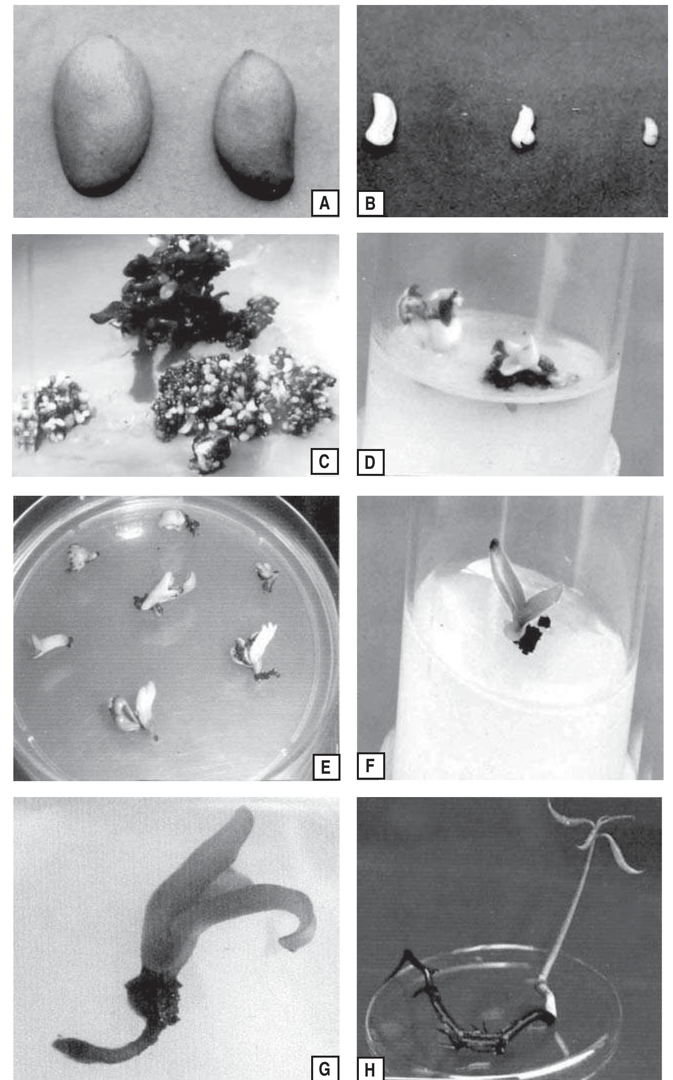 1. various stages of somatic embryogenesis in mango