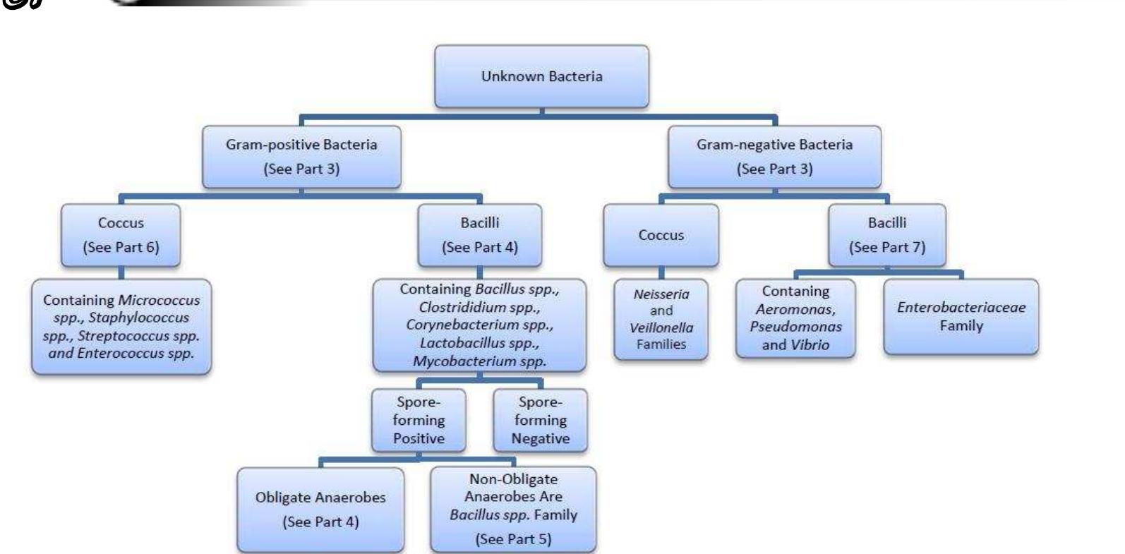 Identification chart of bacteria categorized into smaller