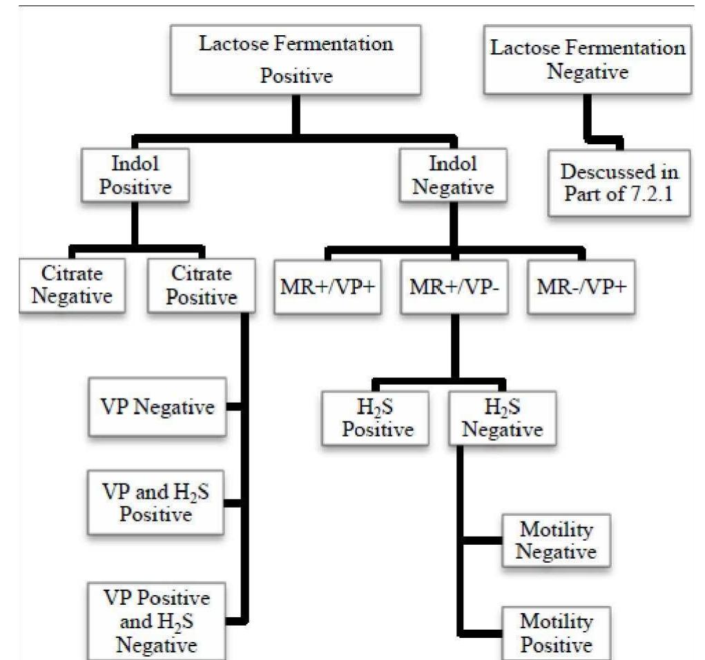 Identification chart for enterobacteriaceae fam- ily with a