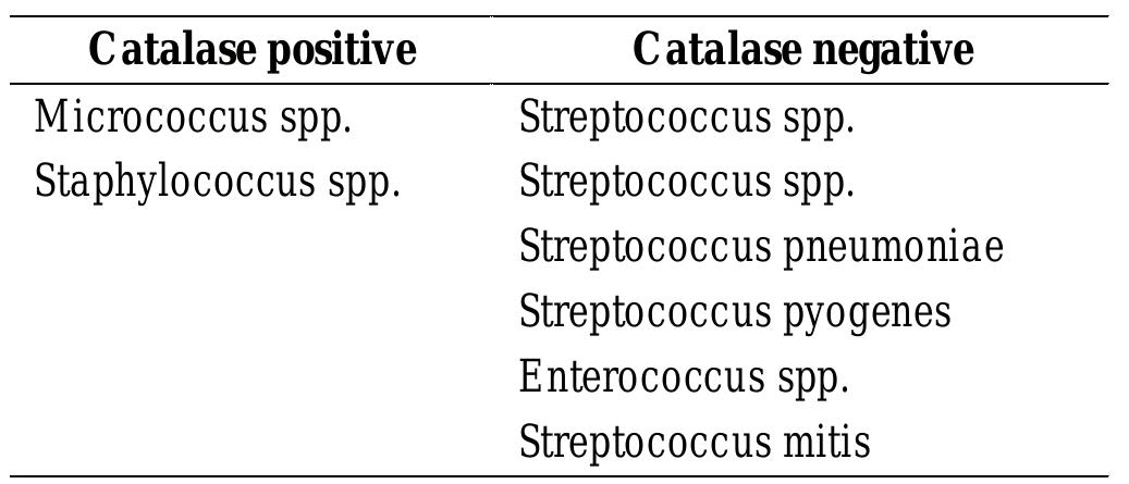 Categorization of gram-positive cocci bacteria based on