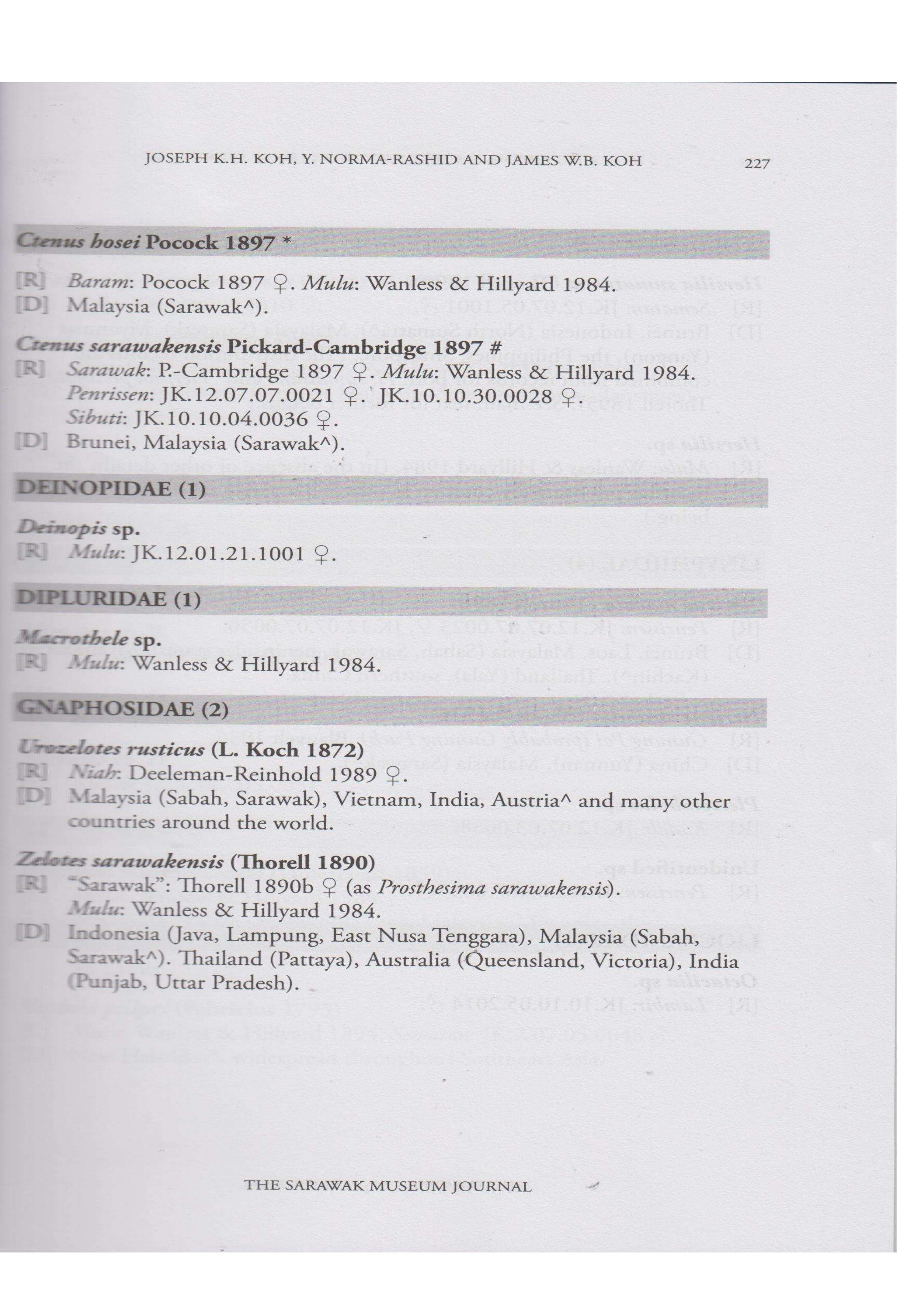 Figure 17 - A PRELIMINARY CHECKLIST OF SARAWAK SPIDERS