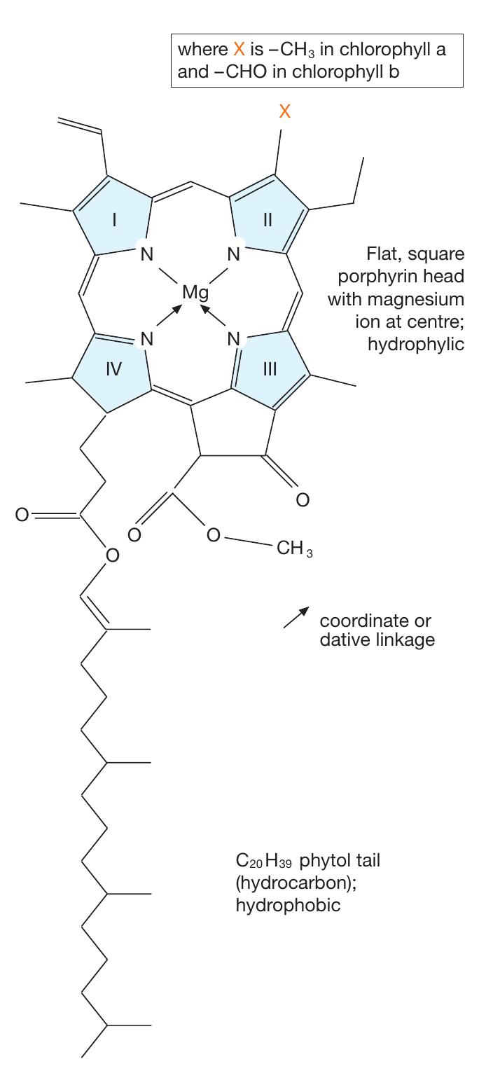 (PDF) Chlorophyll and magnesium