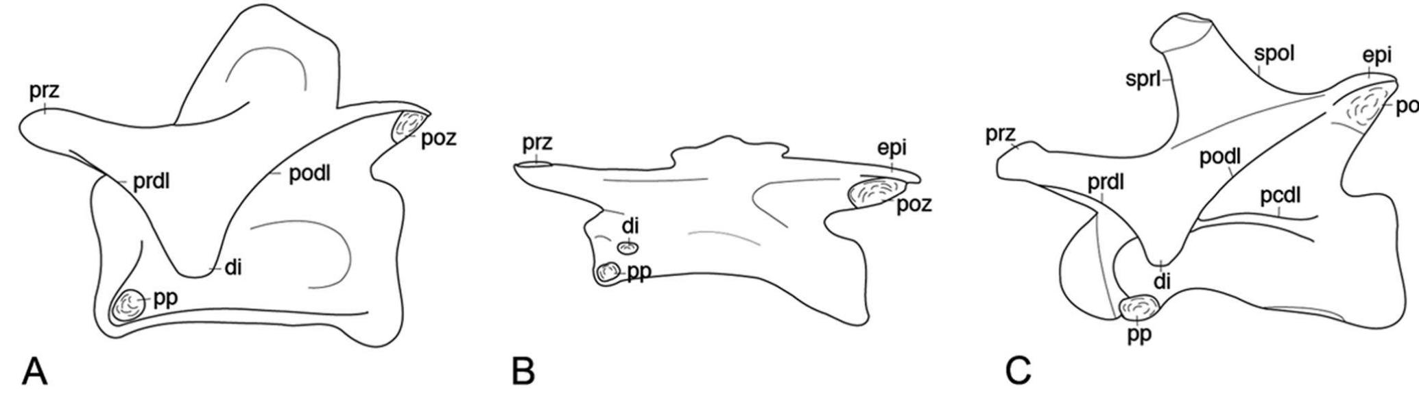 11. anterior cervical vertebrae of the basal saurischian