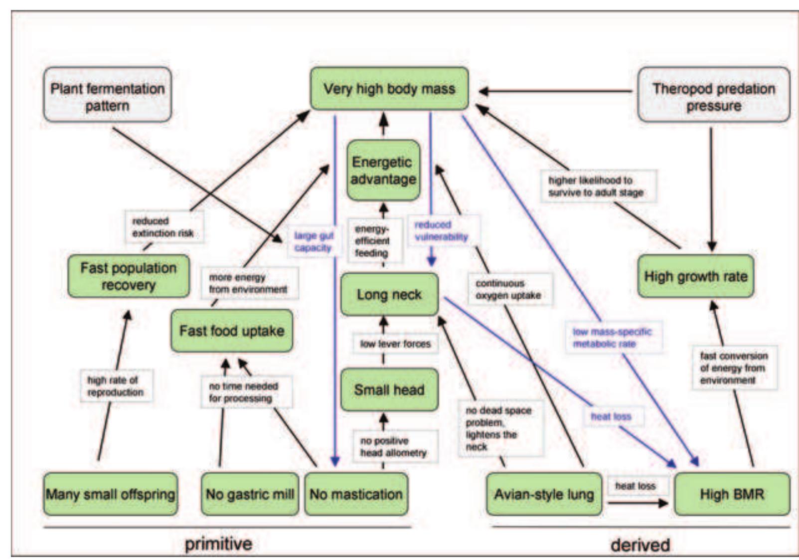 Flow chart of the evolutionary cascade leading to sauropod