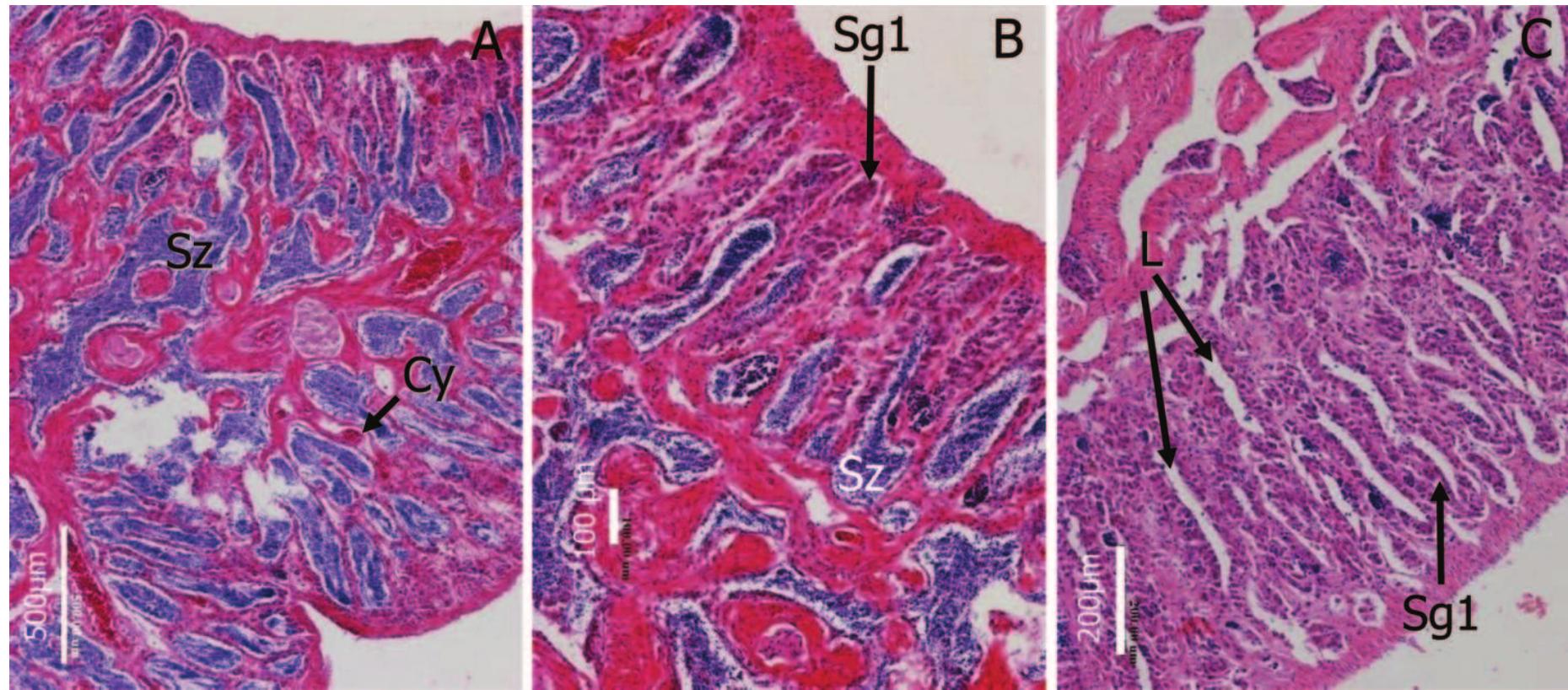 Photomicrographs of testicular histology, representing