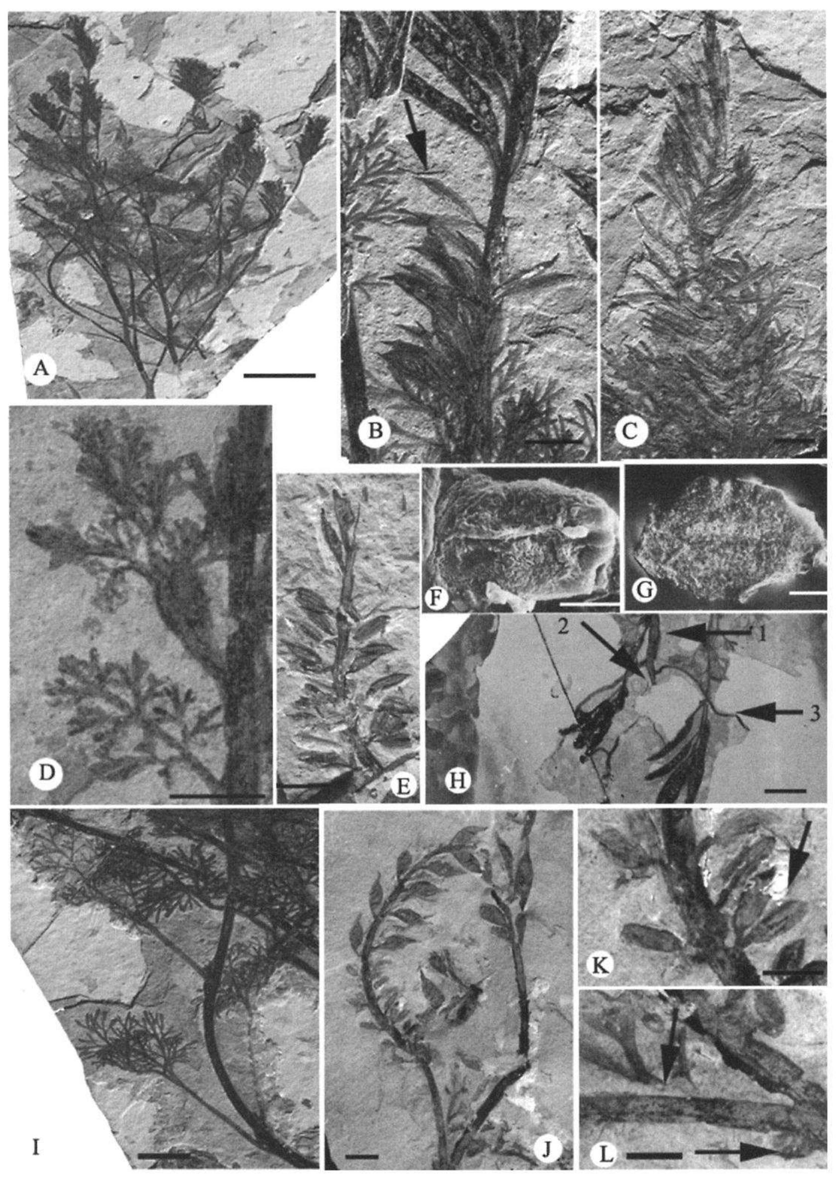 (PDF) In Search of the First Flower: A Jurassic Angiosperm, Archaefructus