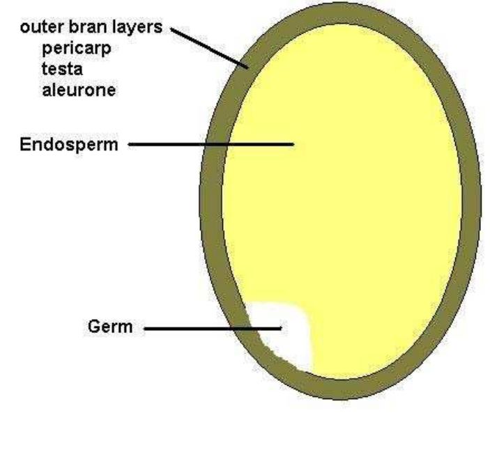 Stylized grain structure diagram
