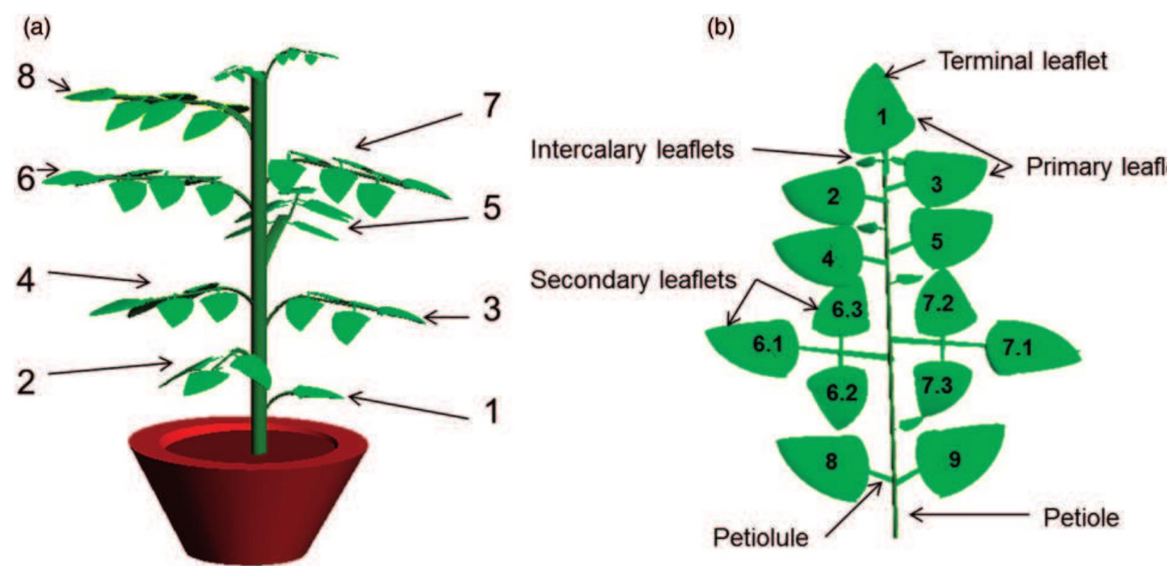 Schematic representation of a tomato plant (a) and leaf (b),