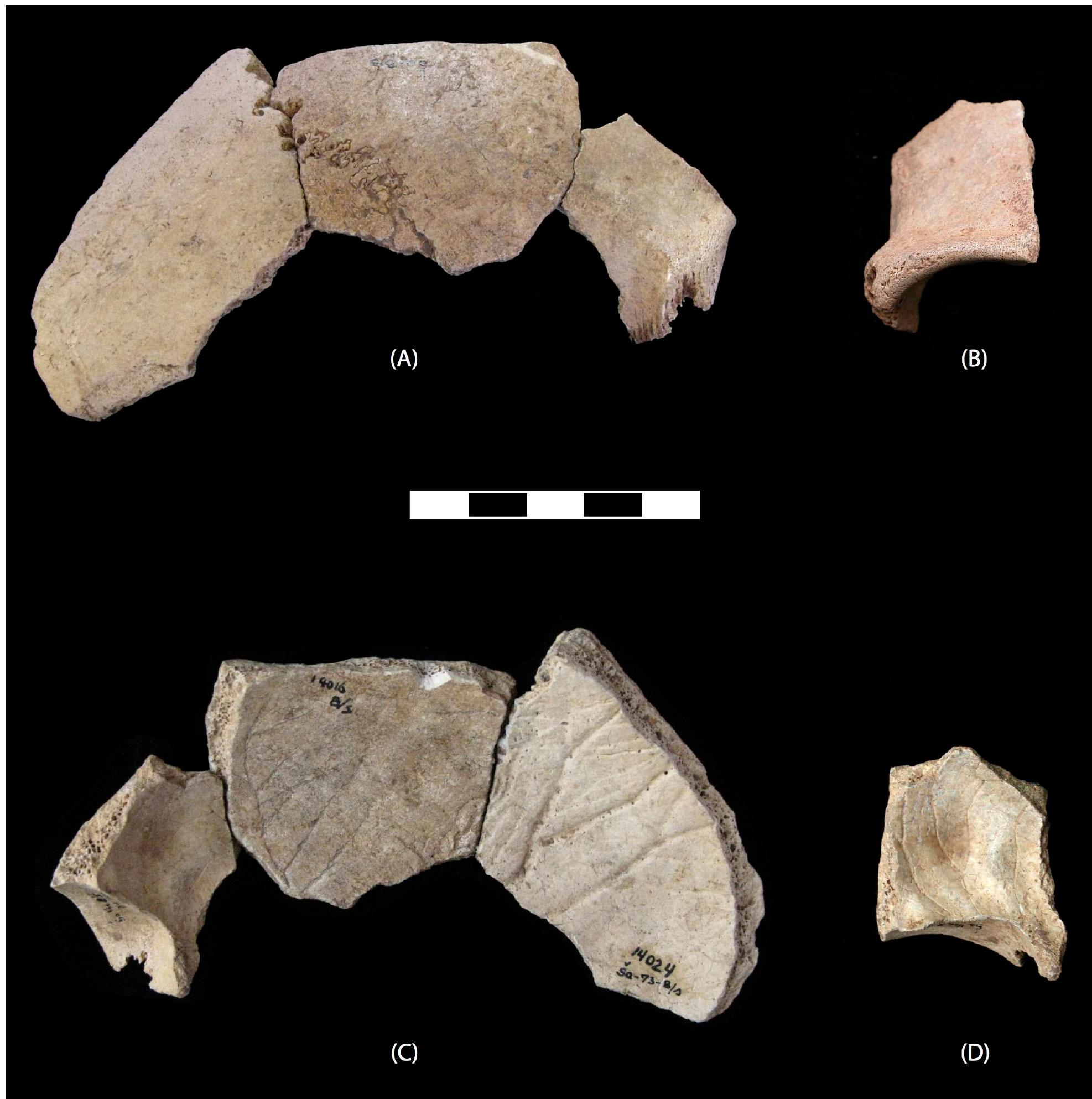 Sa 14013-14016-14024. a) lateral, b) 14013 anterior, c)