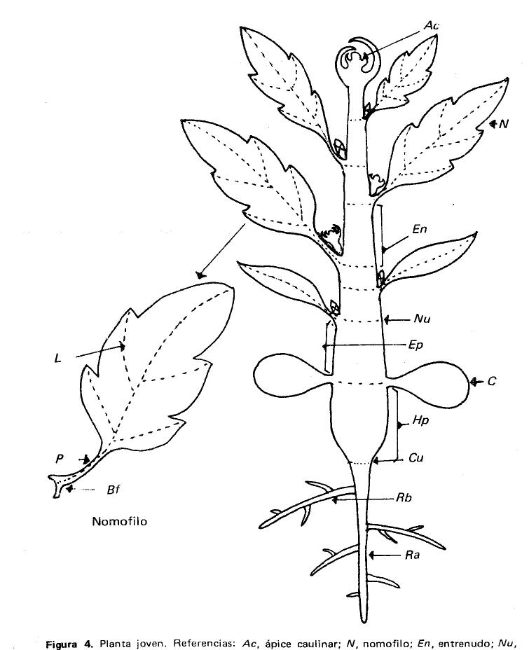 Figure 7 - MORFOLOGÍA DE LAS PLANTAS SUPERIORES