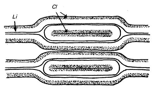 Figure 14 - MORFOLOGÍA DE LAS PLANTAS SUPERIORES